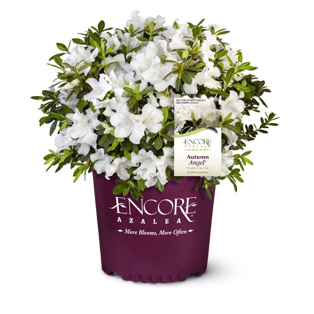 ENCORE AZALEA 3 Gal. Autumn Angel Azalea Shrub with Reblooming White ...
