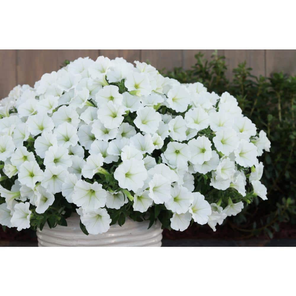 PROVEN WINNERS 4-Pack, 4.25 in. Eco+Grande Supertunia Vista Snowdrift ...