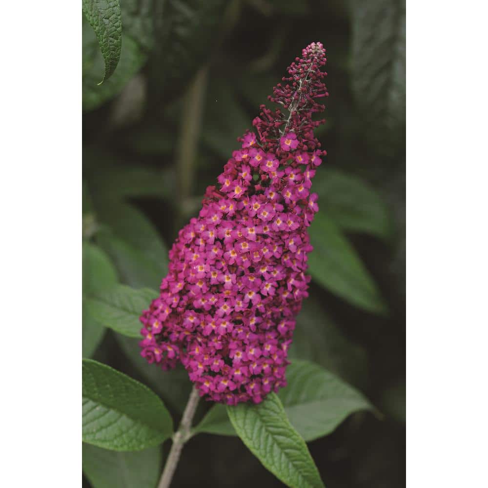 3 Gal. Buddleia Buzz Hot Raspberry Perennial Plant 19730 - The Home Depot