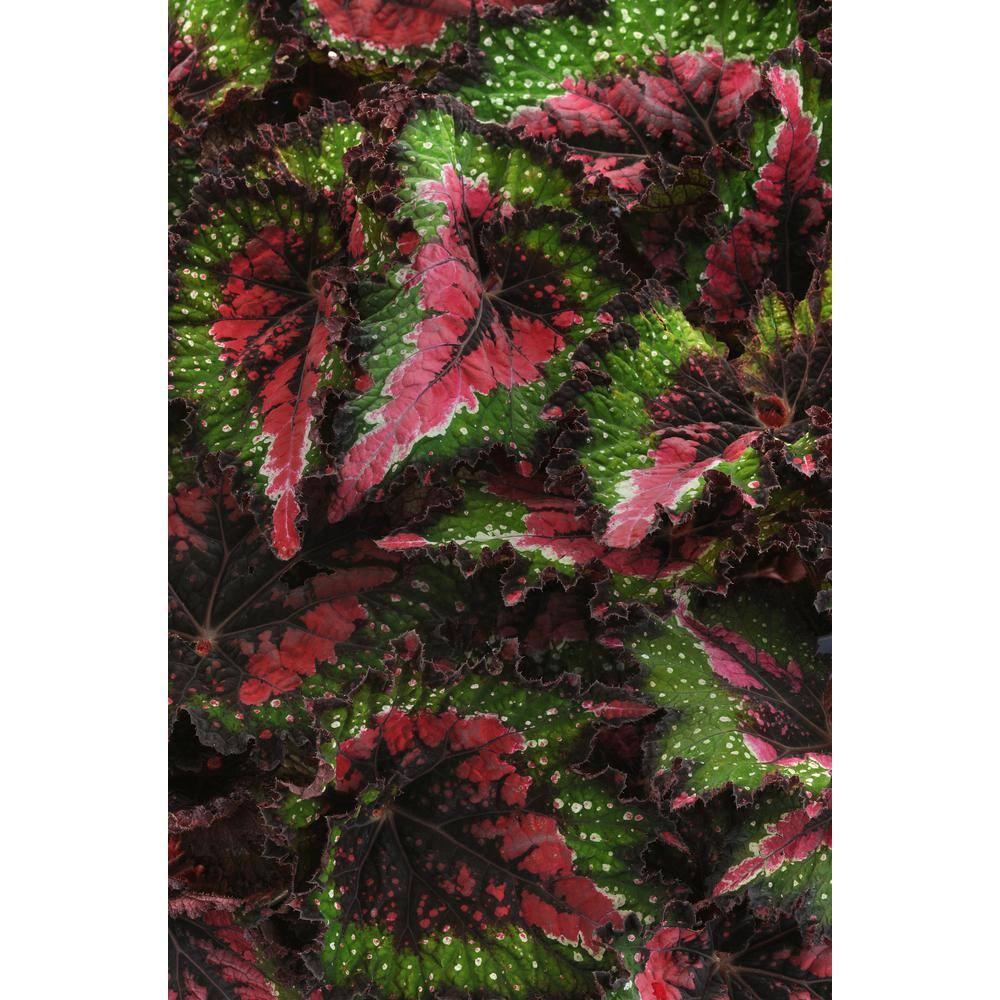 national PLANT NETWORK 6 in. Jurassic Watermelon Rex Begonia Plants in ...