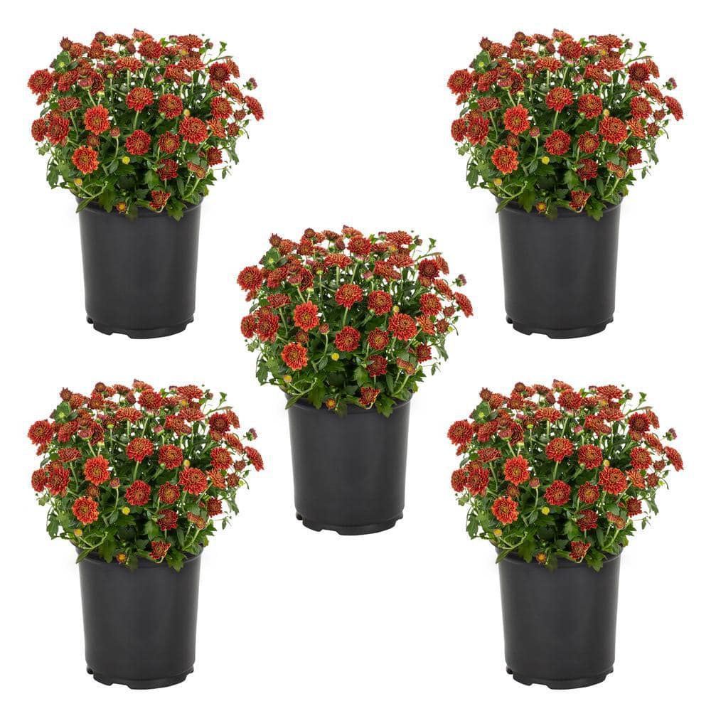METROLINA GREENHOUSES 1.5 PT. Red Mum Chrysanthemum Perennial Plant (5 ...