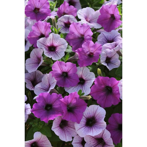 EASY WAVE 4-Pack Plum Pudding Mix Easy Wave Petunia Annual Plant with ...