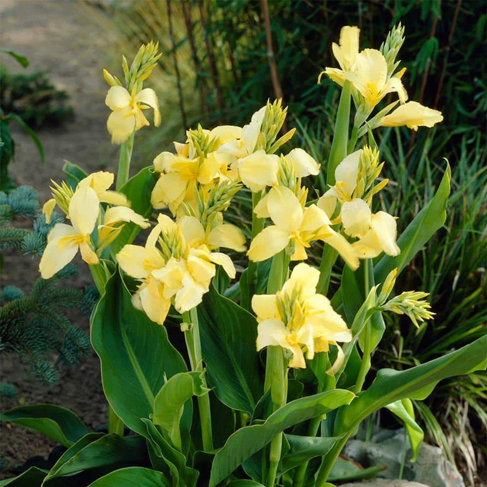 VAN ZYVERDEN Cannas Yellow King Humbert (Set of 5 Bulbs) 83449 - The ...
