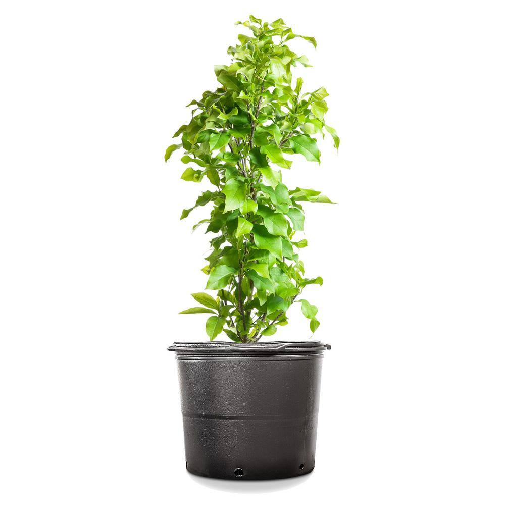 Perfect Plants 4 ft. to 5 ft. Tall Alexandrina Magnolia Tree in Grower ...
