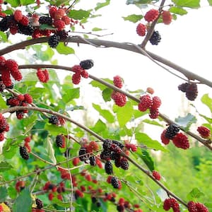 national PLANT NETWORK 4 in. Dwarf Mulberry Mojo Plant (3-Pack) HD1913 ...