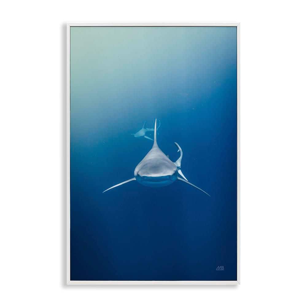 Stupell Industries Heads Up Shark by Max Blakesberg Studios White Framed Animal Giclee Art Print ...