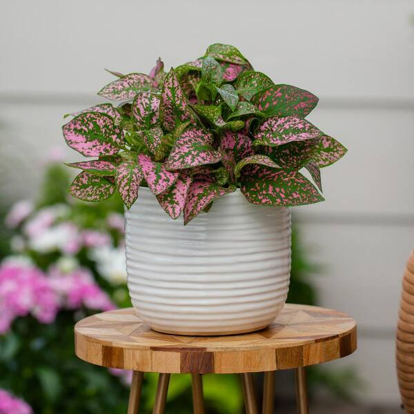 Pink Spotty Plant