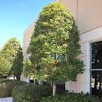 SOUTHERN LIVING 1 Gal. Miss Sandra Crape Myrtle Tree CRMMSA01G