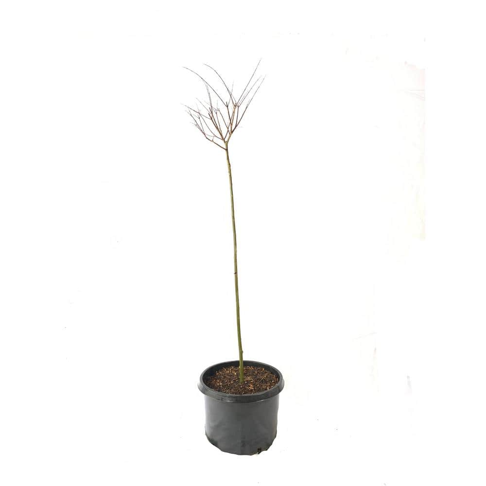 Fusion Willow Dappled 'Hakuro Nishiki' #10 1000716344 - The Home Depot