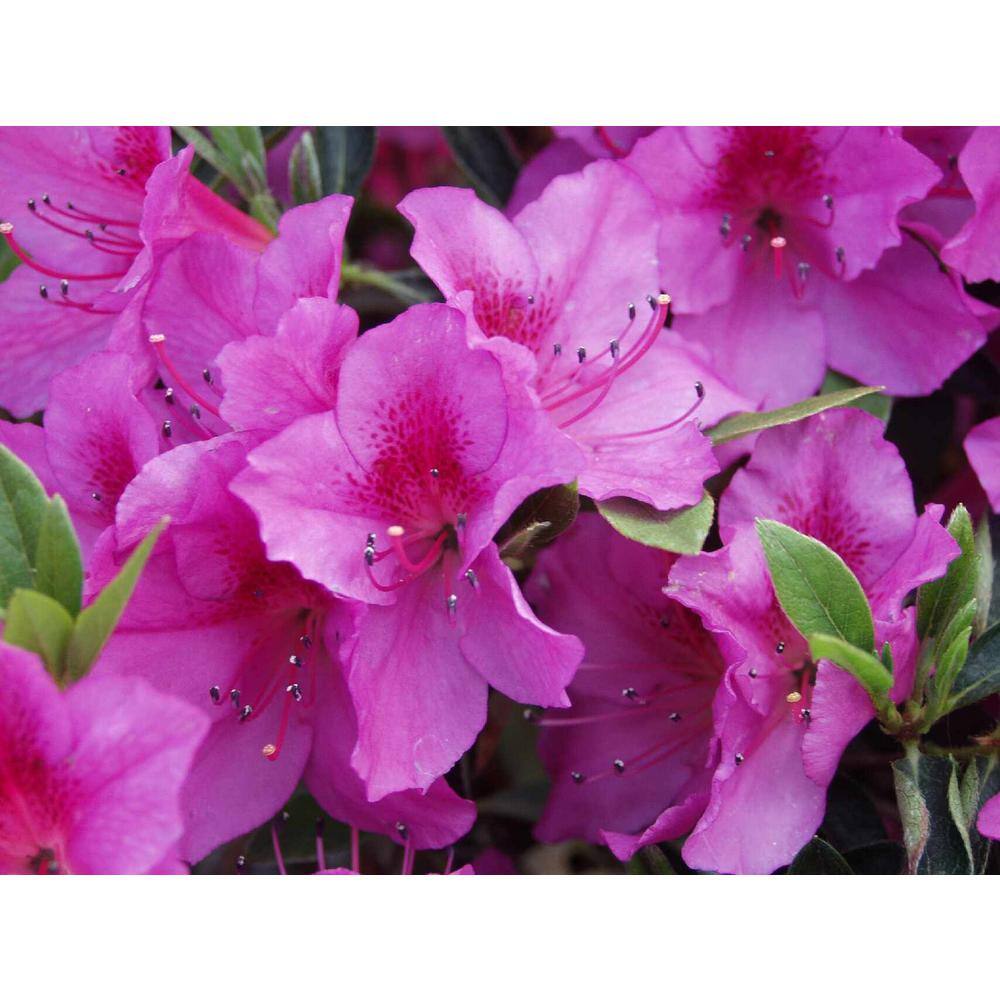 BELL NURSERY 1 Gal. Azalea Girard Purple Live Flowering Shrub with ...