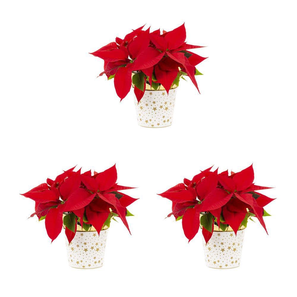 METROLINA GREENHOUSES 1.5 Qt. Live Red Christmas Poinsettia Plant for ...