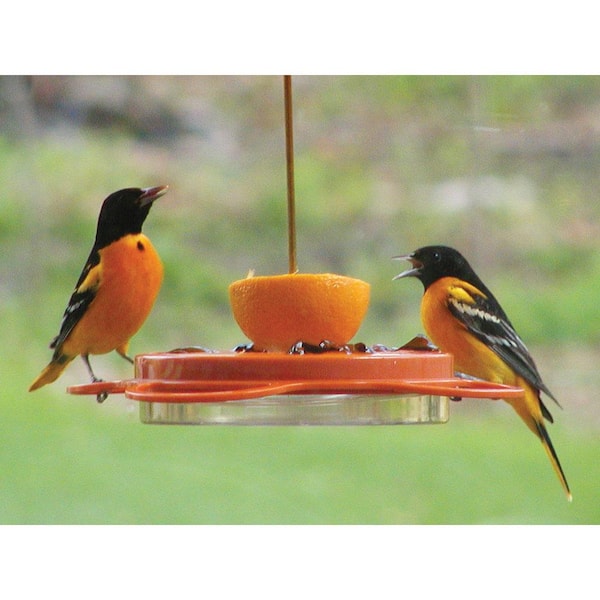 Oriole bird feeder store