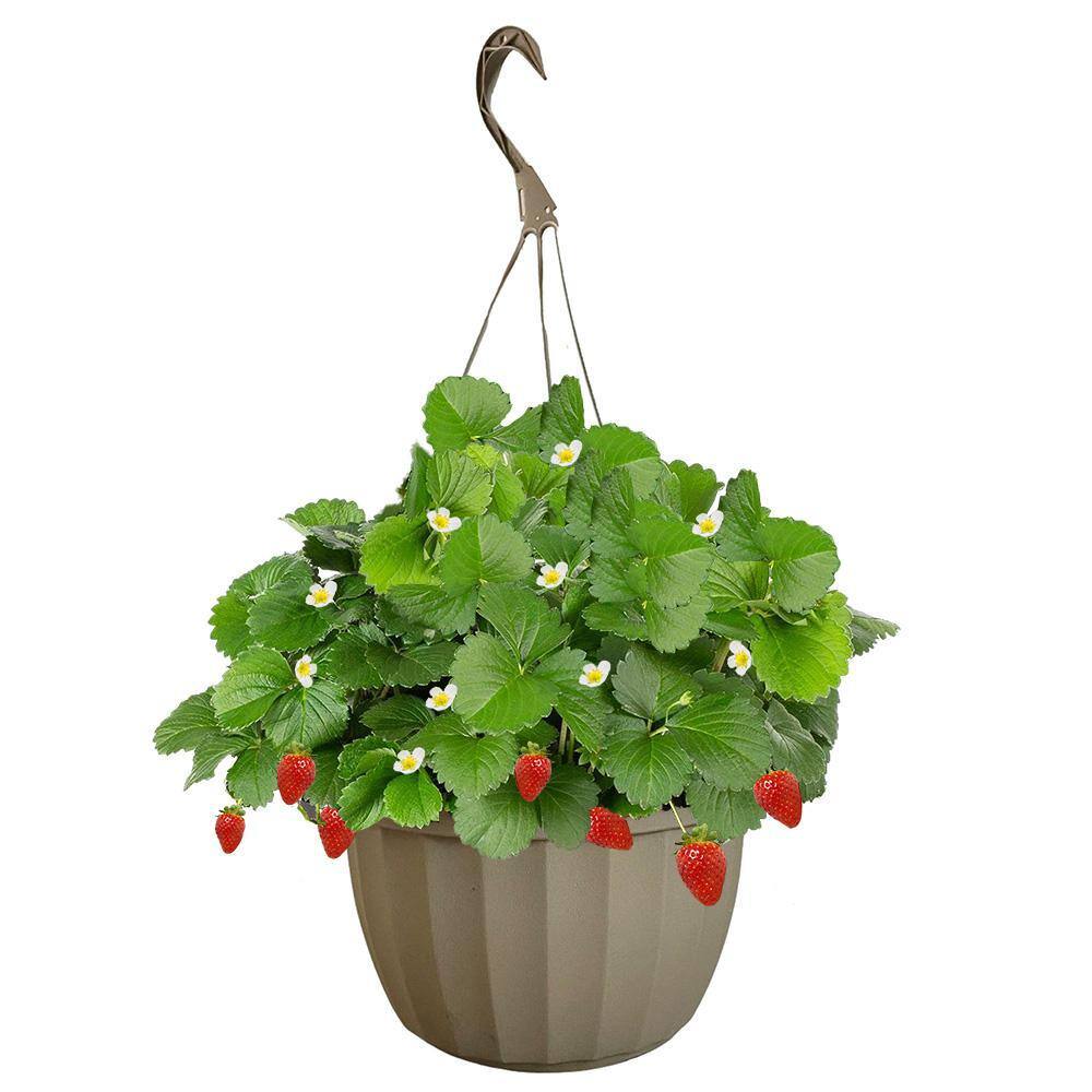 11 in. Strawberry Eversweet Hanging Basket Plant with Rich Red Berries ...