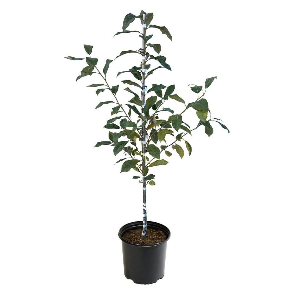 national PLANT NETWORK 2 gal. Black Tupelo Black Gum Wildfire Tree ...