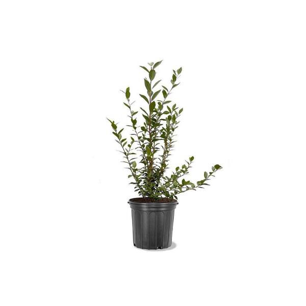 5 gal. Draper Northern Highbush Blueberry Plant BLUDRA05G - The Home Depot