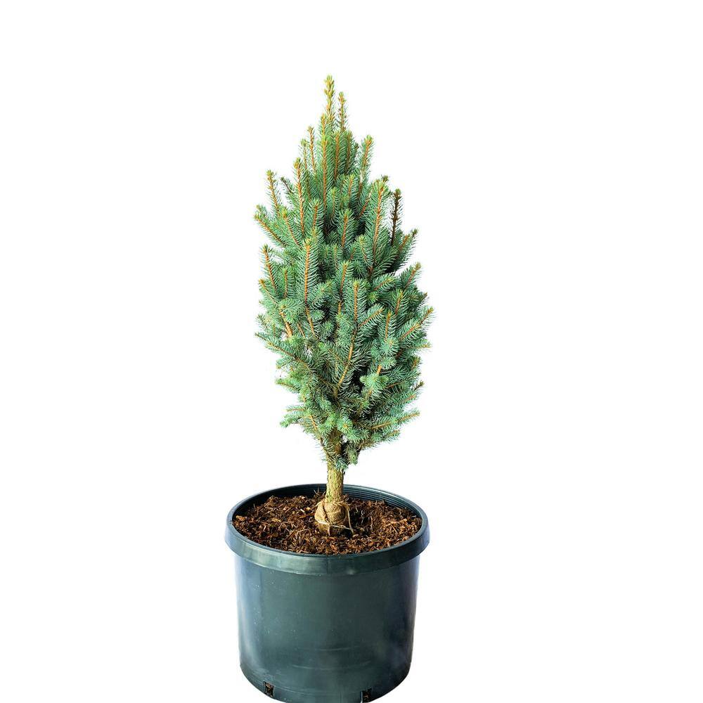 Spruce Colorado Columnar #15 1000042721 - The Home Depot