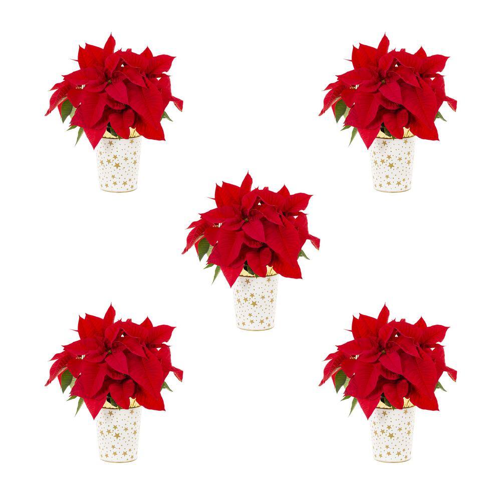 METROLINA GREENHOUSES 1 Qt. Live Red Christmas Poinsettia Plant for ...