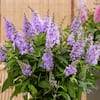 BUTTERFLY CANDY 1.5 Gal. Lil' Lavender Butterfly Bush (Buddleia) Live ...