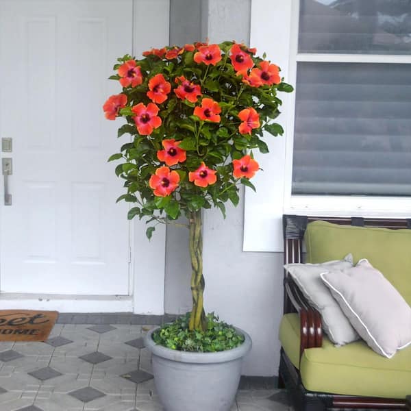 national PLANT NETWORK 2 gal. Hibiscus Fiesta Braided Annual Tree Plant ...