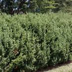 BELL NURSERY 3 Gal. Compacta Japanese Holly (Ilex Crenata) Live ...