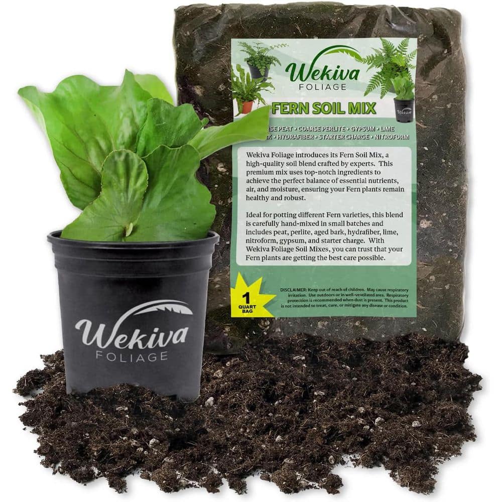 Wekiva Foliage Staghorn Fern and Soil Mix Combo-Live Plant in a 4 in ...