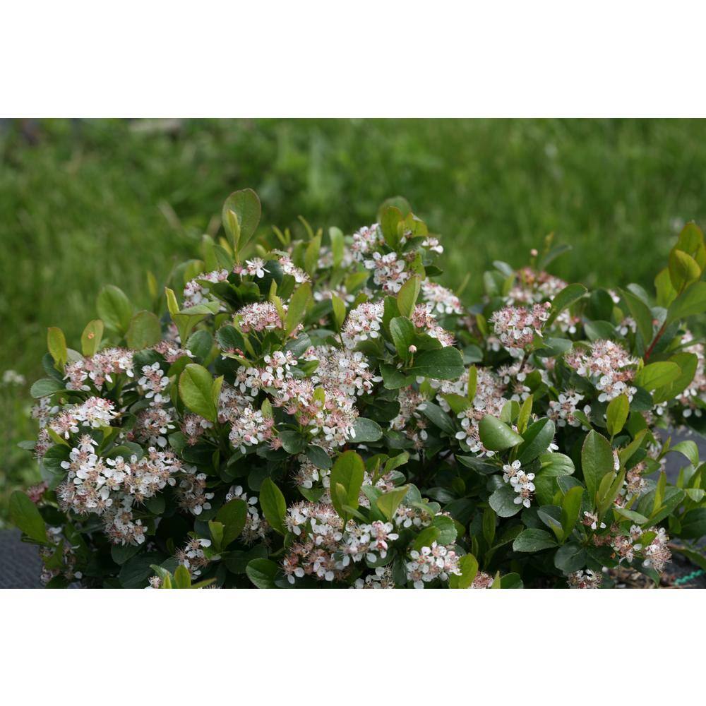 PROVEN WINNERS 2 Gal. Low Scape Mound (Aronia) Live Shrub with White ...