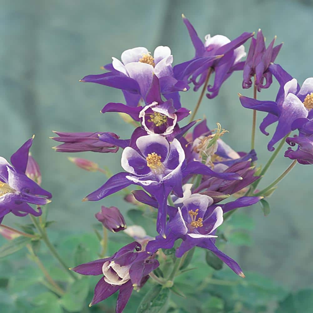 #1 Winky Blue Columbine Plant 1320 - The Home Depot