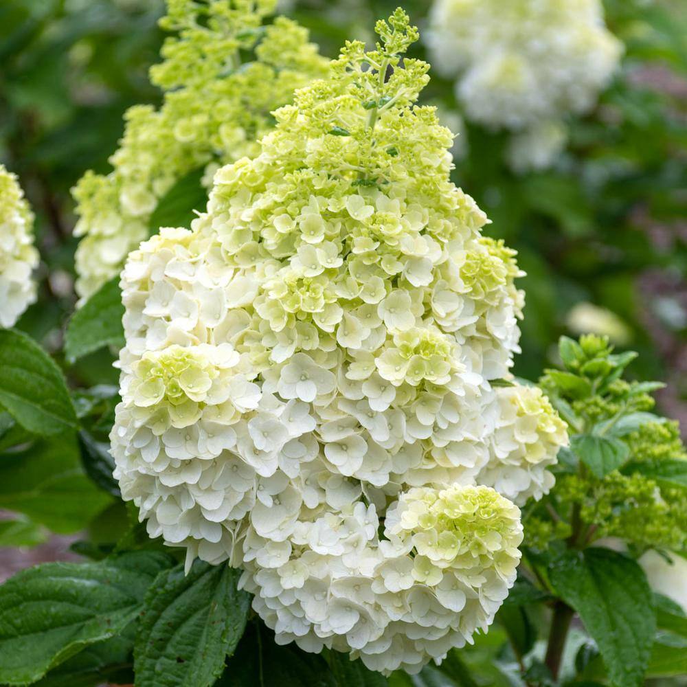 Spring Hill Nurseries 2.25 Gal. Pot, Moonrock Hydrangea Shrub Potted ...