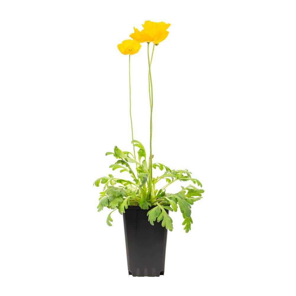 Metrolina Greenhouses 1 Qt. Papaver Spring Feaver Mix Perennial Plant ...