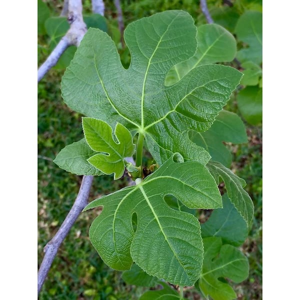 Celeste Fig Tree Size