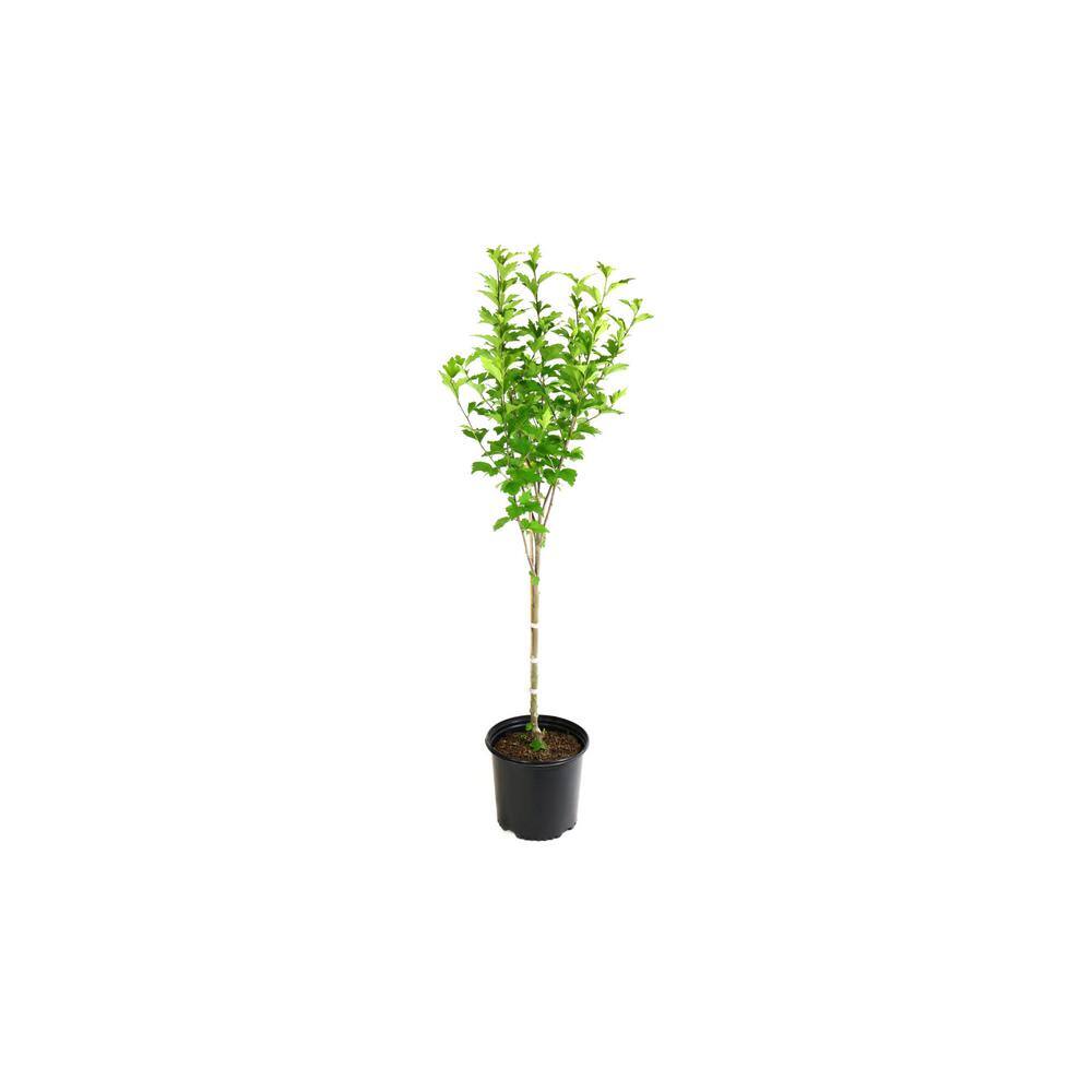 national PLANT NETWORK 2 gal. Hibiscus Raspberry Smoothie Tree with ...