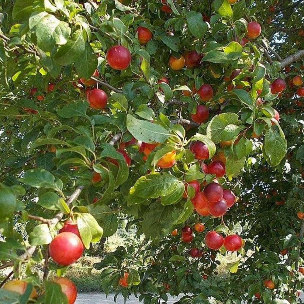 7 gal. All Red Plum Fruit Tree PLUALL07G - The Home Depot