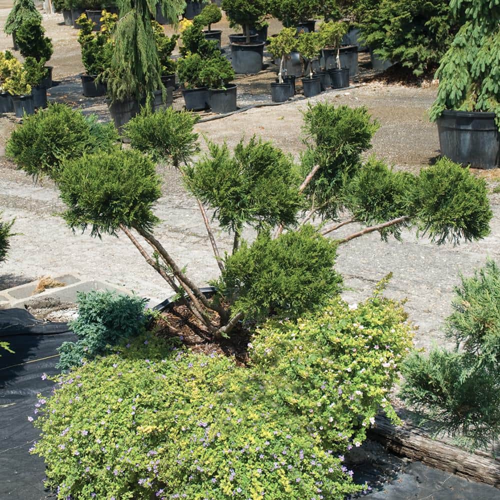 ALTMAN PLANTS 1 Gal. Chinese Juniper Pom Pom Shrub 659875 - The Home Depot