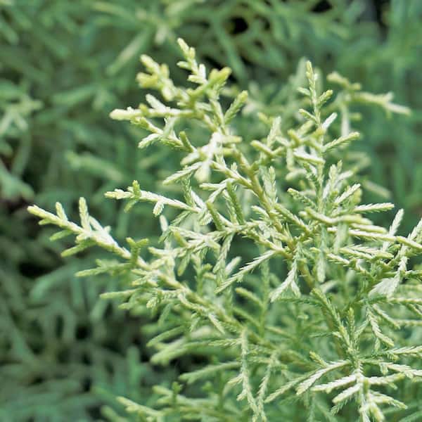 Carolina Sapphire Cedar Tree