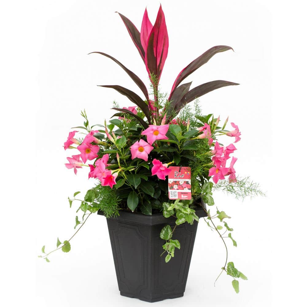 Reviews for Rio 3.8 Gal. (#15) Planter Dipladenia Flowering Annual ...