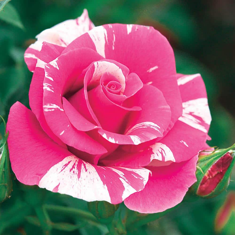 Spring Hill Nurseries Candy Land Climbing Rose Dormant Bare Root Plant ...