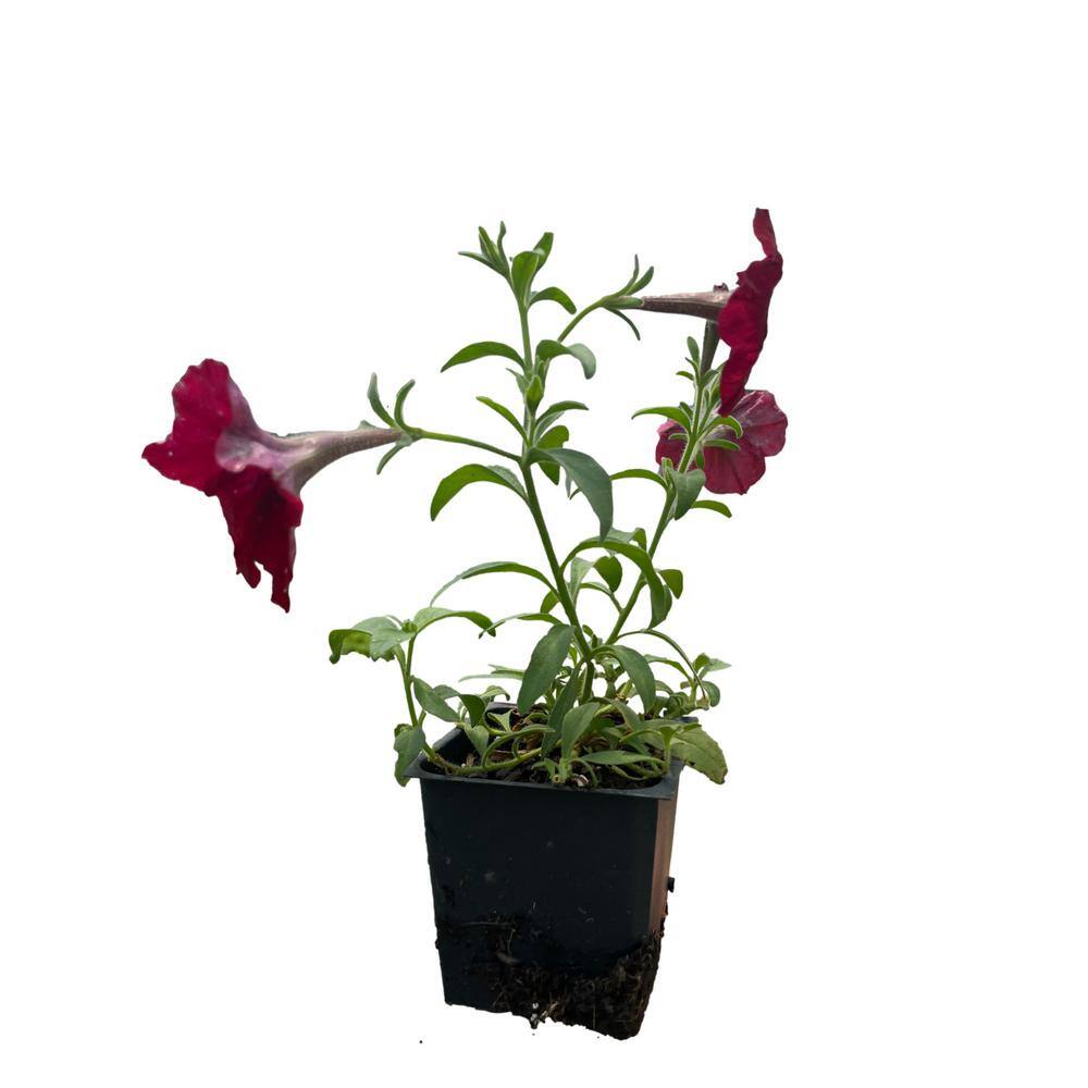 EASY WAVE 4 In. Red Easy Wave Petunia Annual Plant with Red Flowers (3 ...