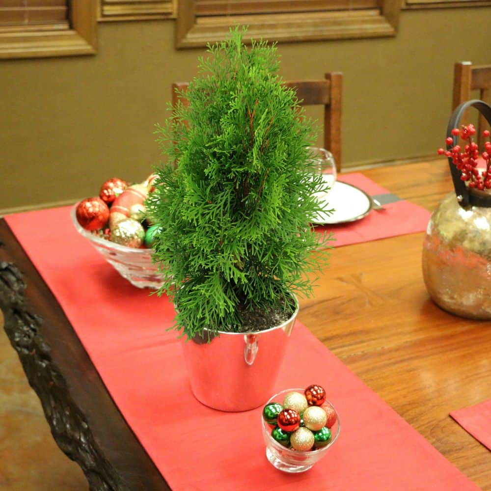 national PLANT NETWORK 2.5 Qt. Live Table Top Christmas Tree Emerald ...