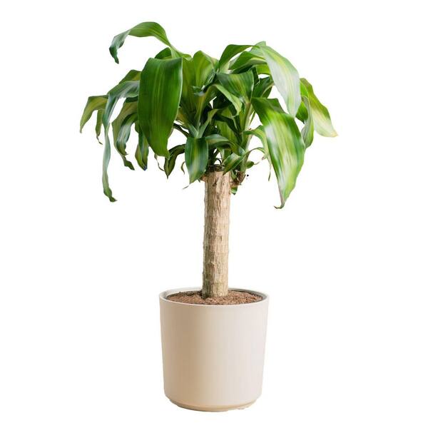 Reviews for Costa Farms Mass Cane Indoor Plant in 8.75 in. Decor Pot ...