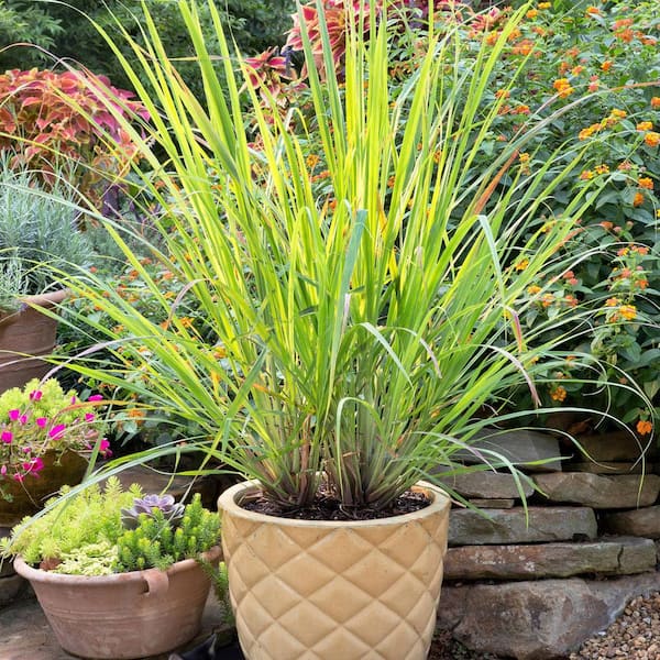 Lemongrass Plant