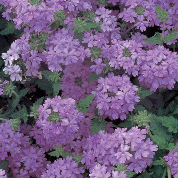 Vigoro 2 QT Verbena 'EnduraScape Blue' Blue Perennial Plant 1005991594 ...
