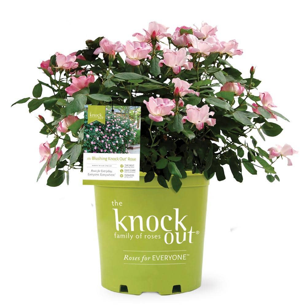 KNOCK OUT 1 Gal. Blushing Knock Out Rose Bush with Soft Pink Flowers ...