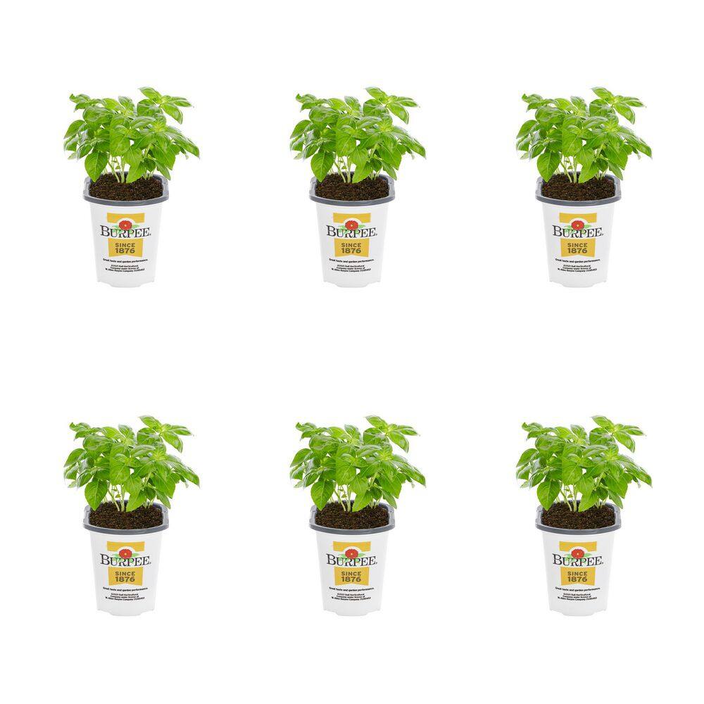 METROLINA GREENHOUSES 1 Pt. Basil Super Sweet Genovese Green Herb ...