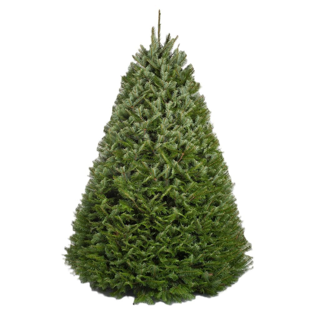 10-11 ft. Freshly Cut Live Abies Noble Fir Christmas Tree 265485 - The ...