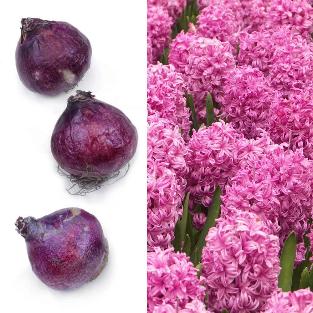 national PLANT NETWORK Hyacinth Pink Pearl Bulbs (20-Pack) HD3144B ...