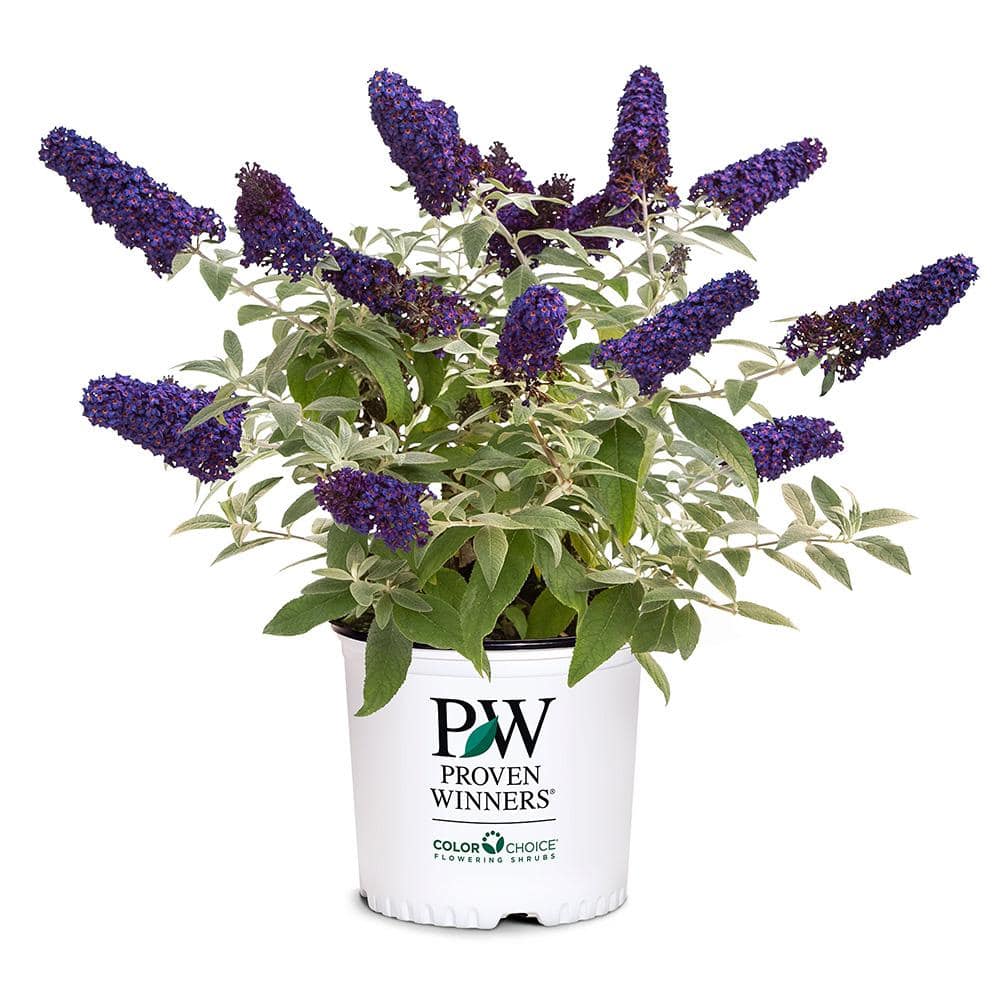 PROVEN WINNERS 2 Gal. Pugster Blue Buddleia Shrub with Blue Flowers ...