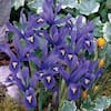Breck's Dwarf Reticulata Iris Mixture Dormant Spring Flowering Bulbs ...