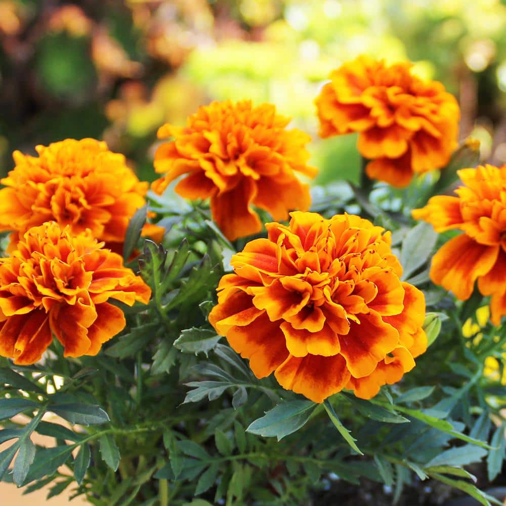 ALTMAN PLANTS Red French Marigold Flowers Annual Garden Outdoor Plant ...