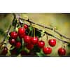 Online Orchards 3 ft. - 4 ft. Tall Bare-Root Montmorency Pie Cherry ...