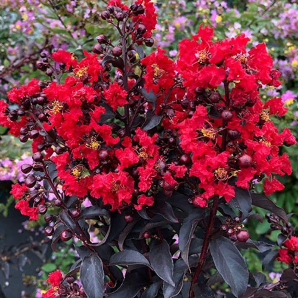 3 Gal. Red Crape Myrtle Flowering Deciduous Tree with Red Flowers ...